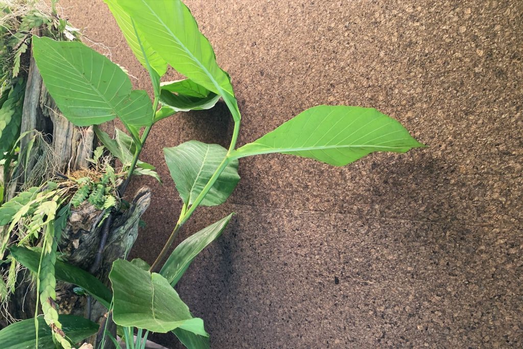 | Dark Expanded Cork Board PANELOGUE